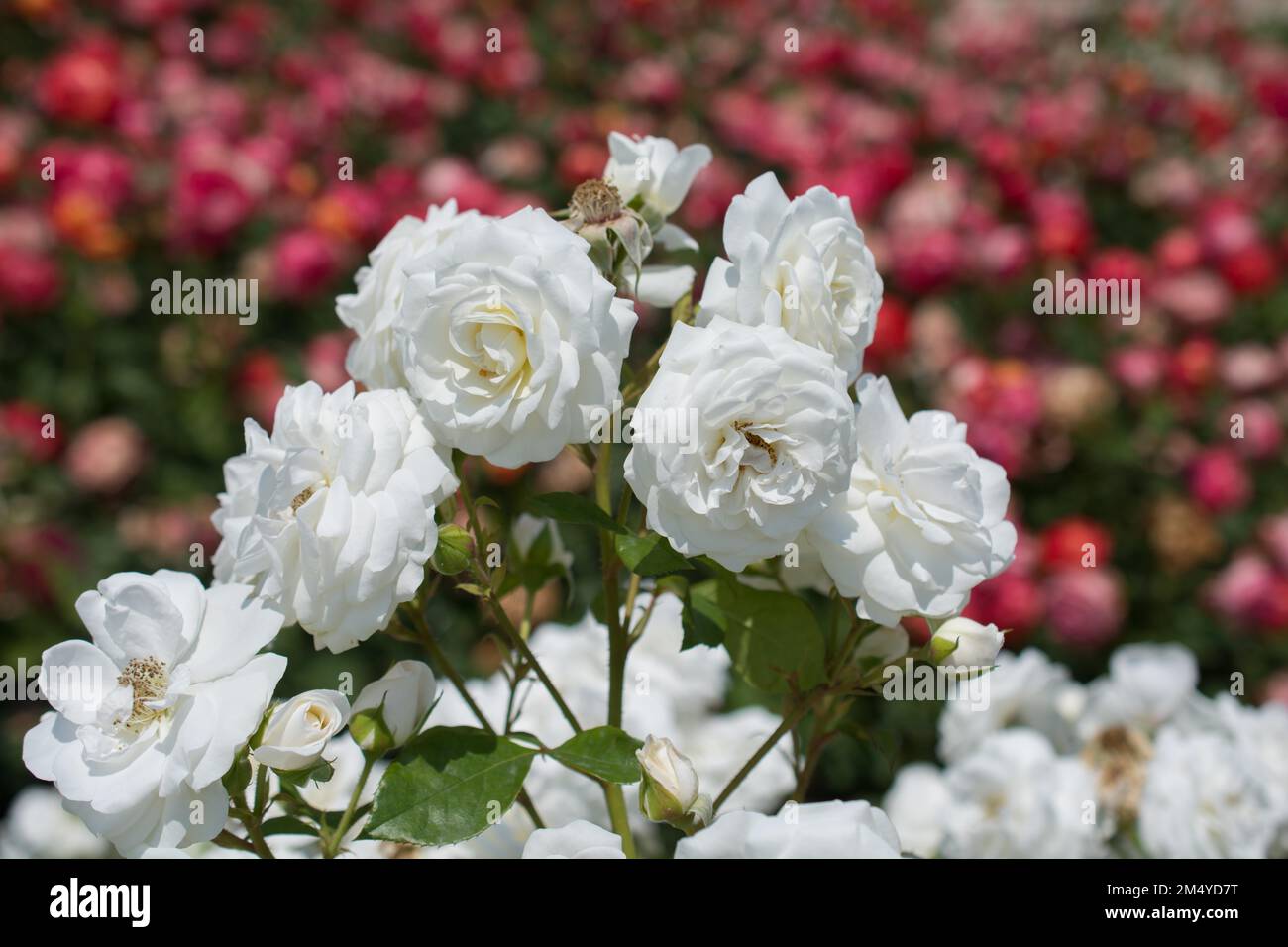 Blooming beautiful bunch of roses in spring garden Stock Photo - Alamy