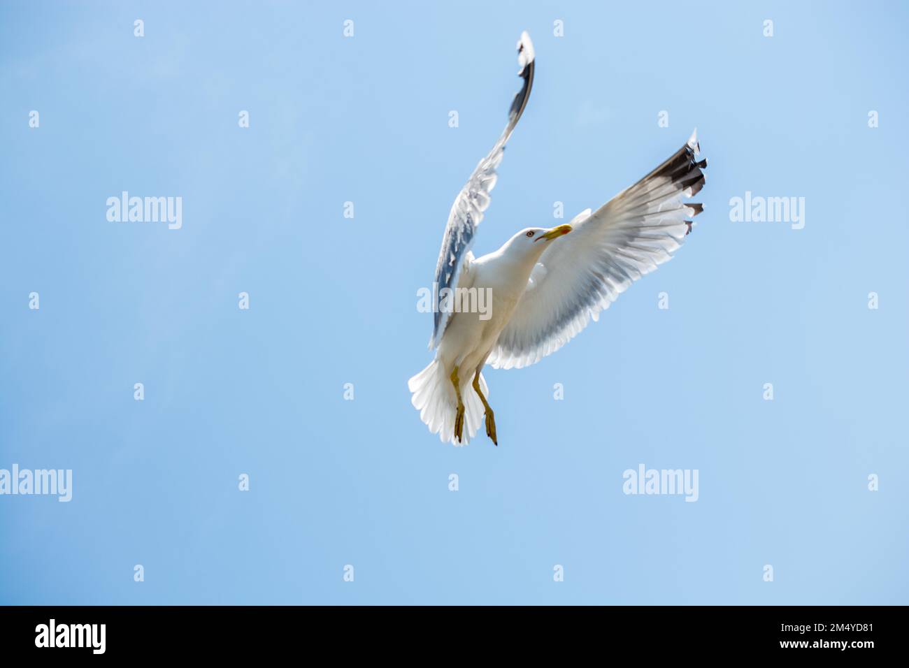 Single seagull flying in a sky as a background Stock Photo - Alamy