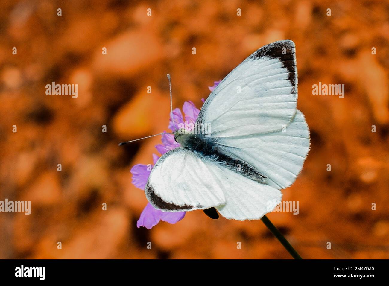 Beautiful butterfly perching on flower on nature background Stock Photo ...