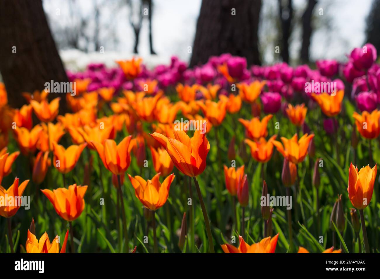 Tulips of various colors in nature in spring time Stock Photo - Alamy