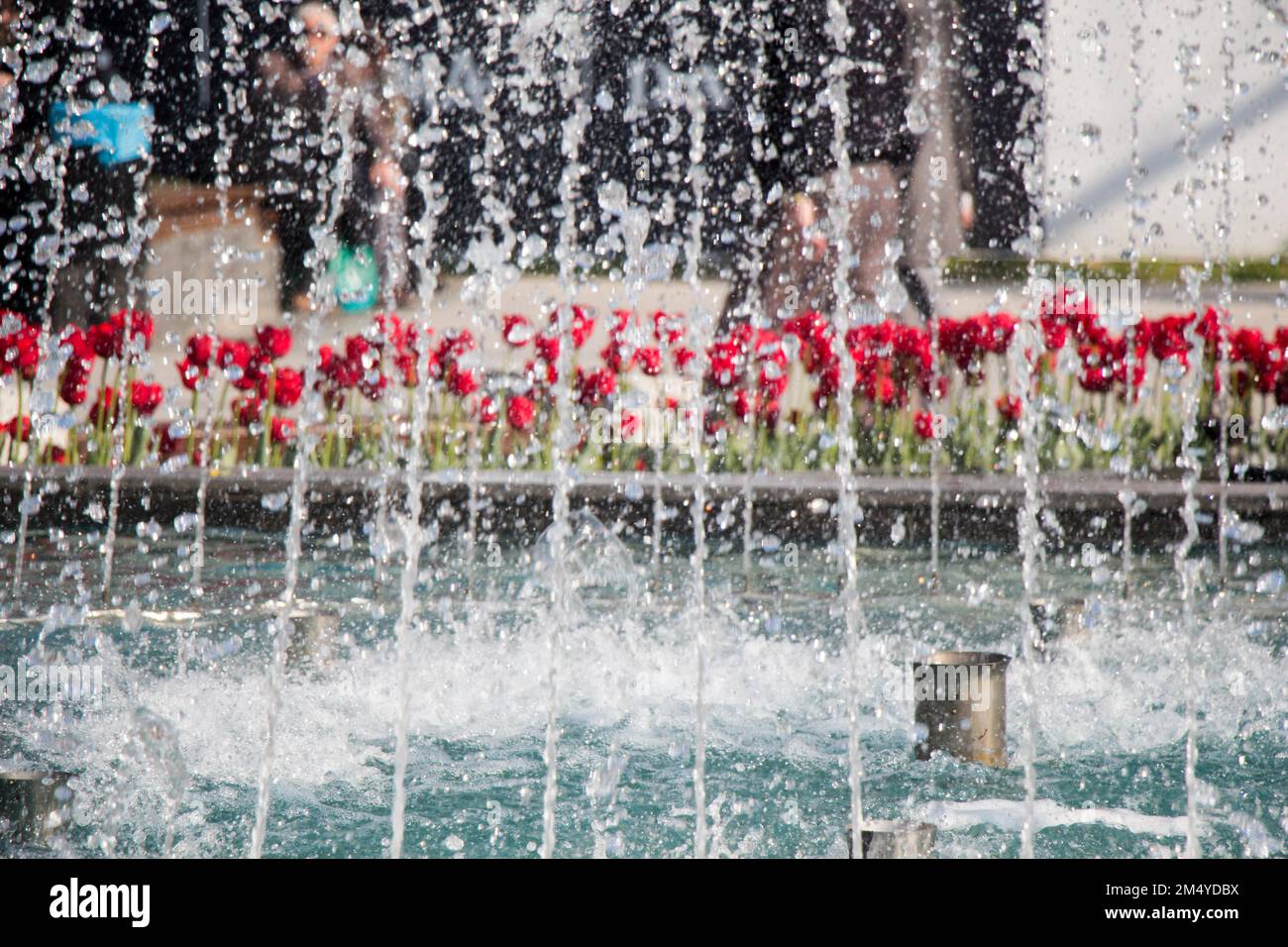 Tulip Flowers Blooming in Spring Season Stock Photo - Alamy