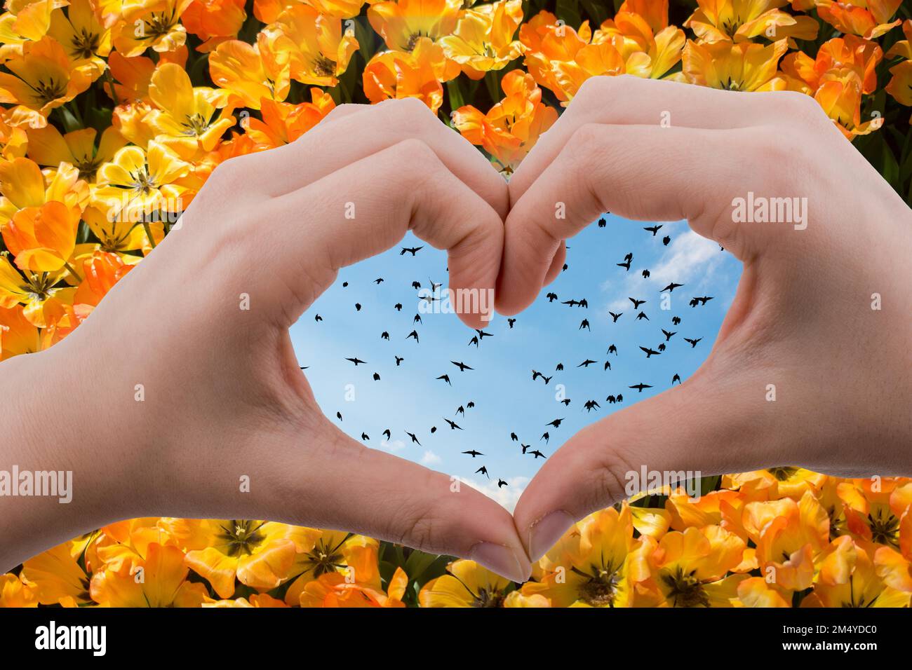 Flock of birds are seen behind a heart shaped hand Stock Photo - Alamy
