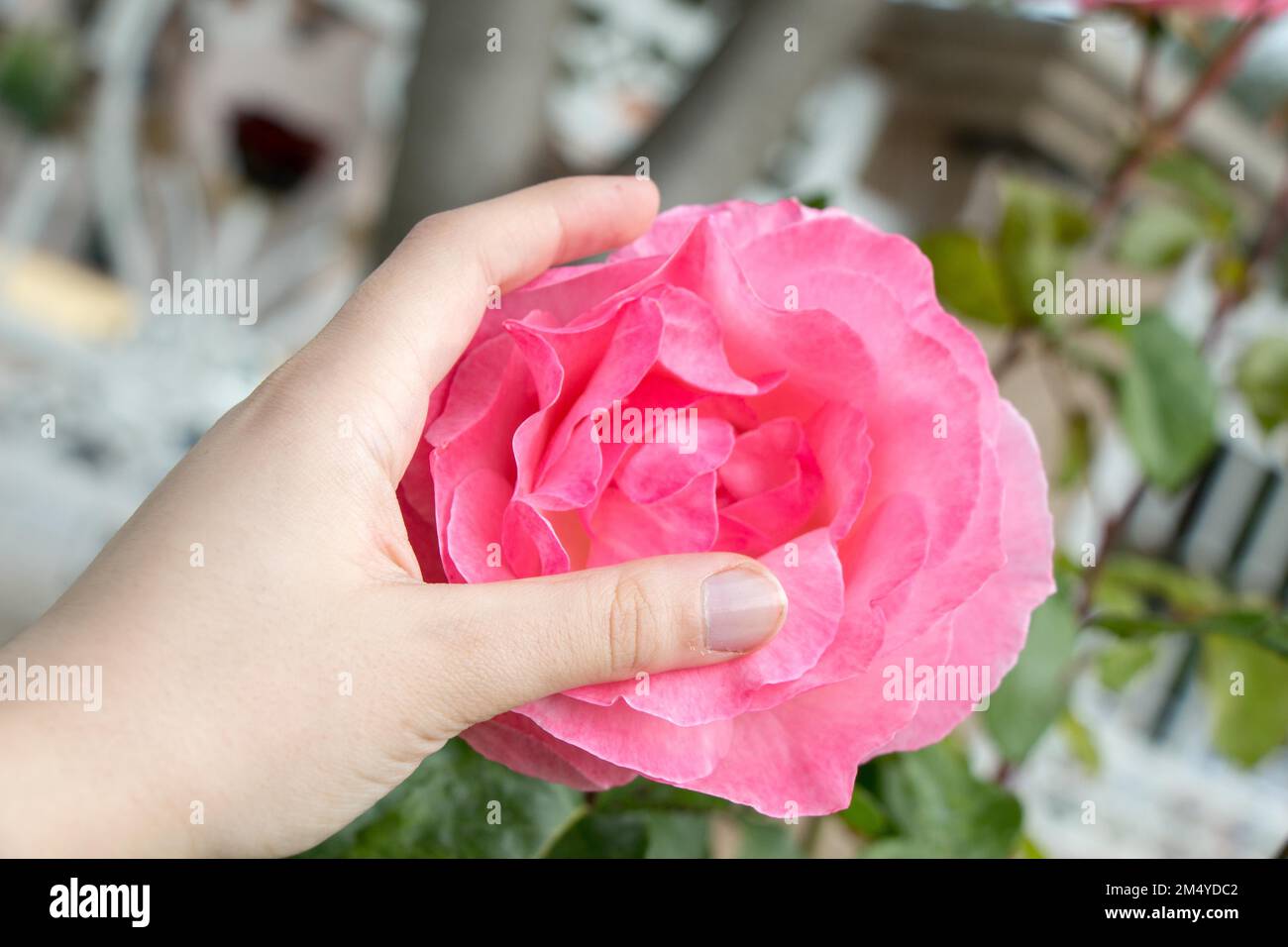 Hand holding a colorful Rose Flower Stock Photo - Alamy