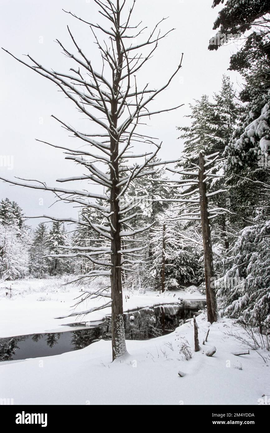 Harvard forest massachusetts hi-res stock photography and images - Alamy