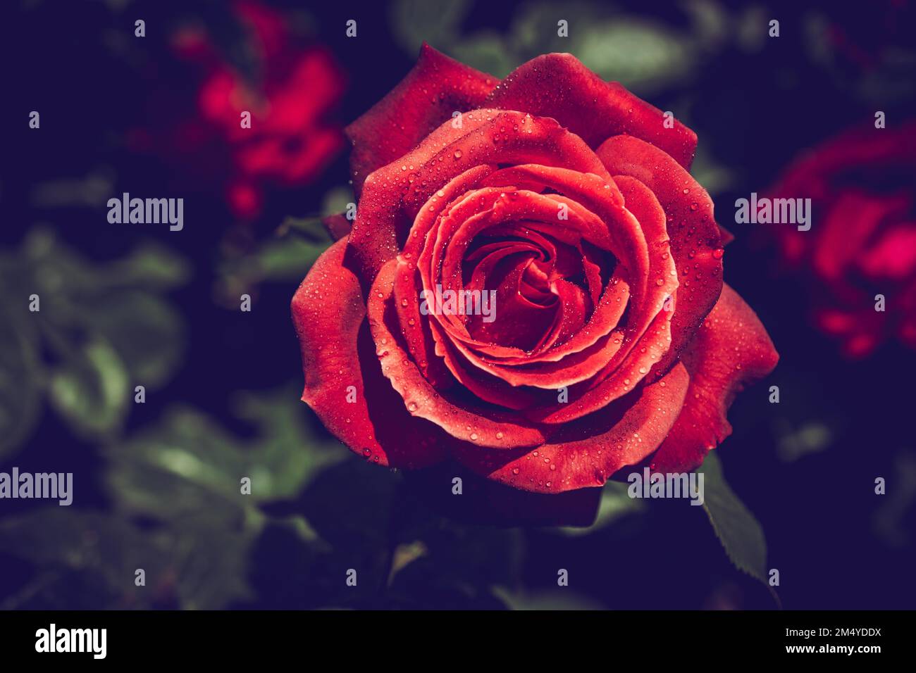 Beautiful colorful Rose Flower on garden background Stock Photo - Alamy