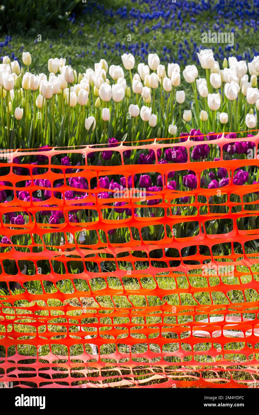 Rubber fence protection in the tulip garden Stock Photo - Alamy