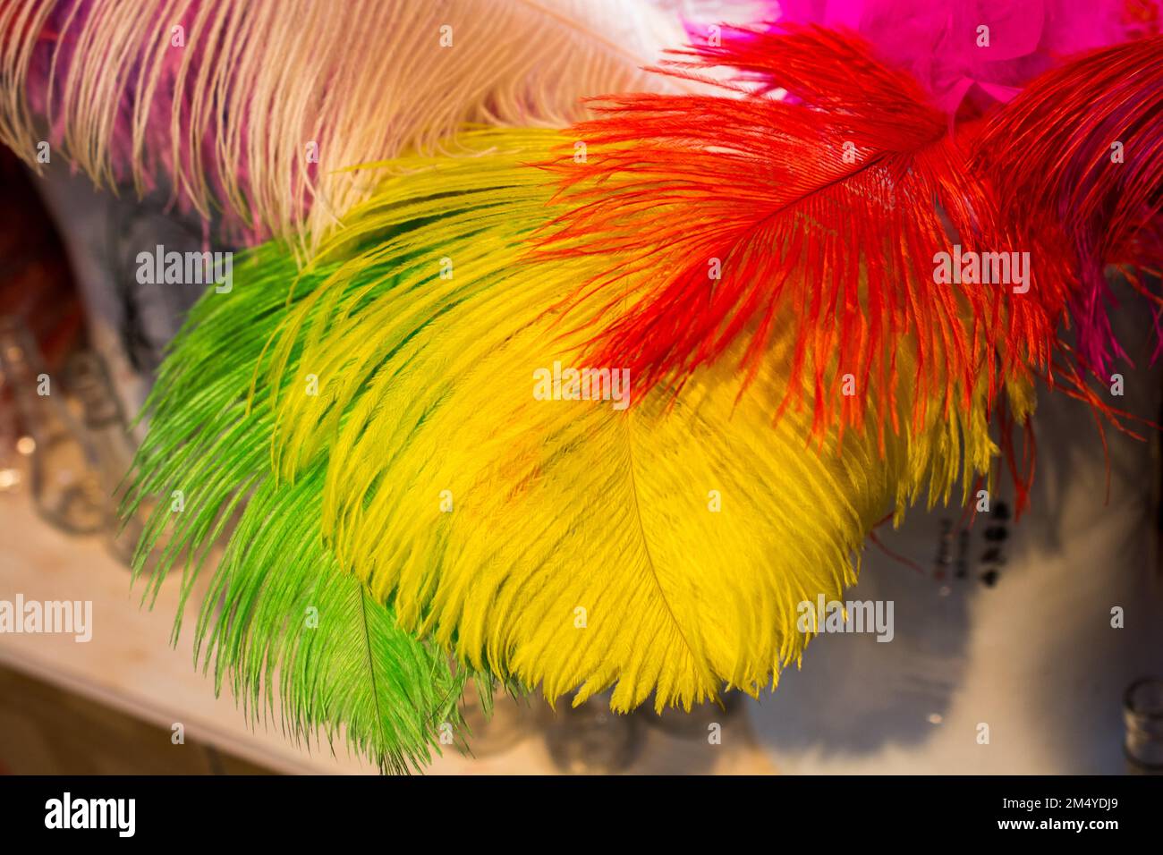 Most beautiful bird hi-res stock photography and images - Alamy