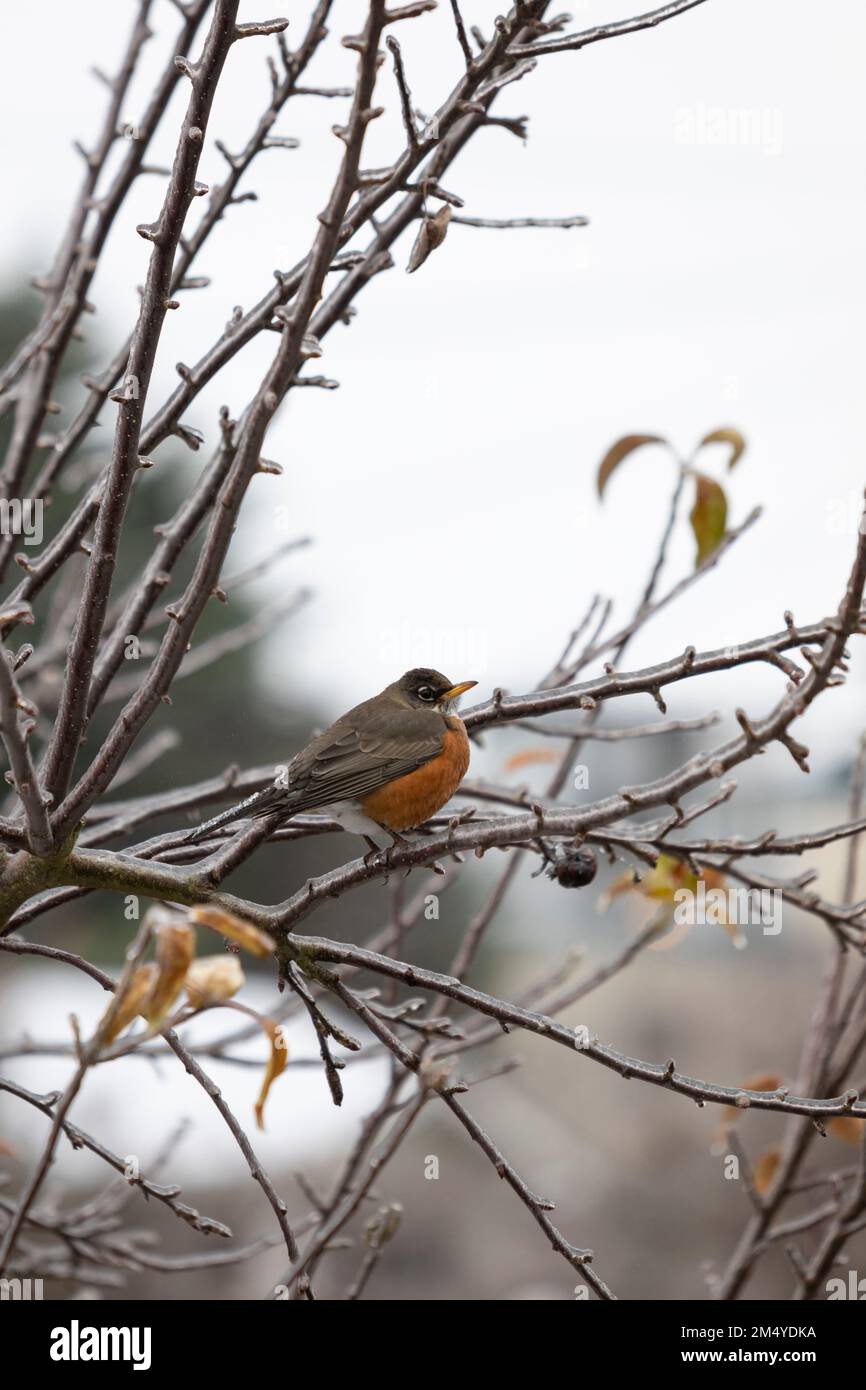 Seattle, Washington, USA. 23rd December, 2022. An American robin ...