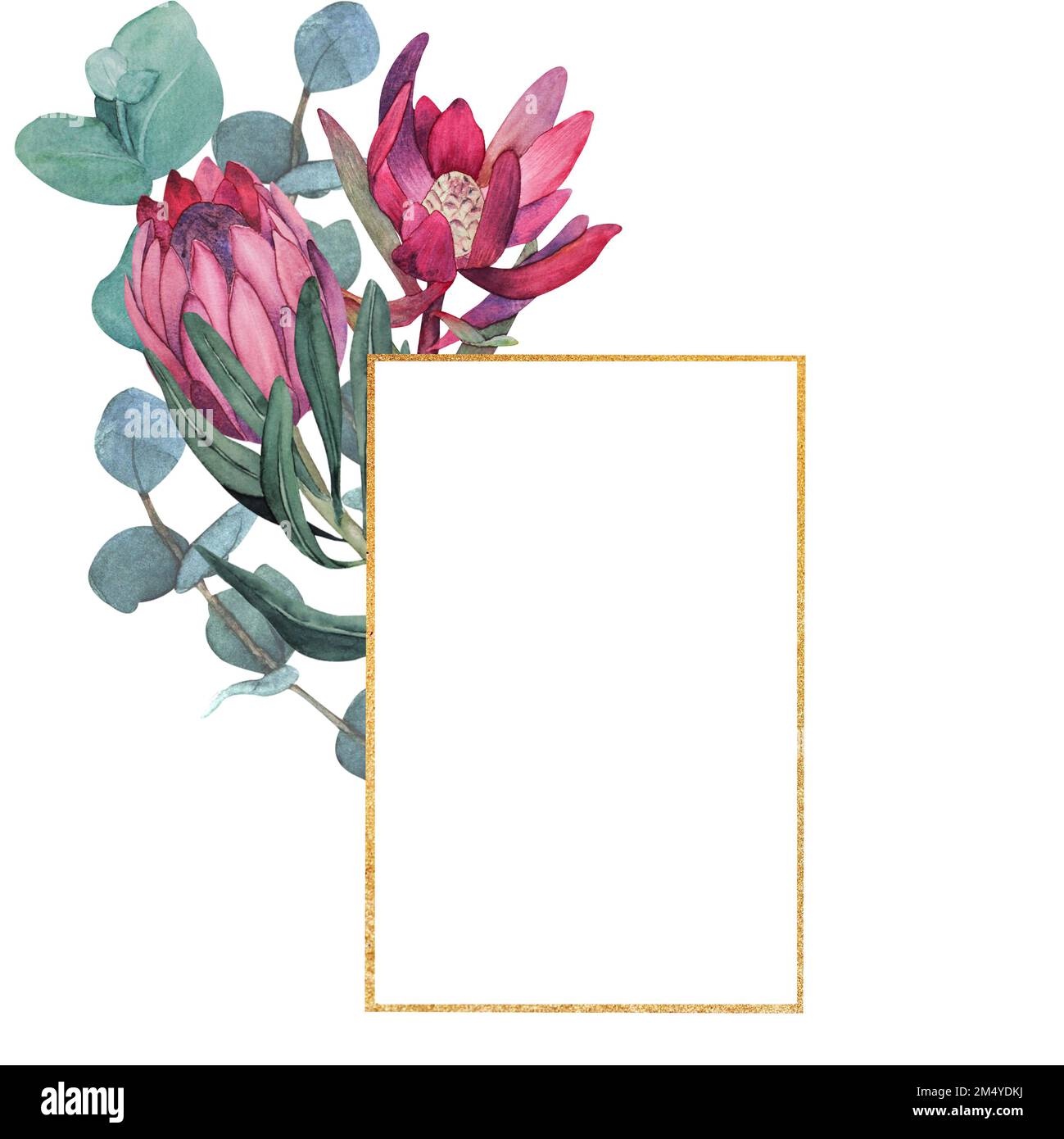 Hand painted watercolor magenta protea flowers and eucalyptus frame ...