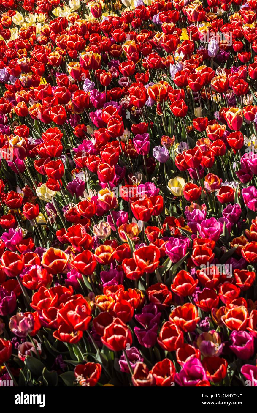 Blooming tulips flowers in as floral plant background Stock Photo - Alamy