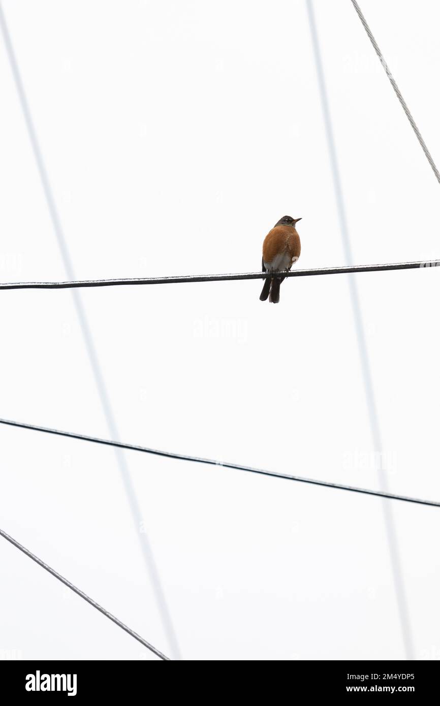 Seattle, Washington, USA. 23rd December, 2022. An American robin ...