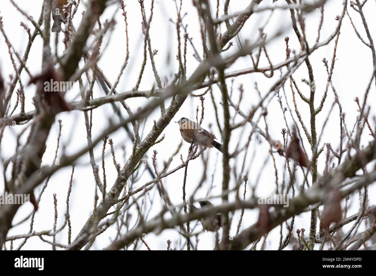 Seattle, Washington, USA. 23rd December, 2022. An American robin ...