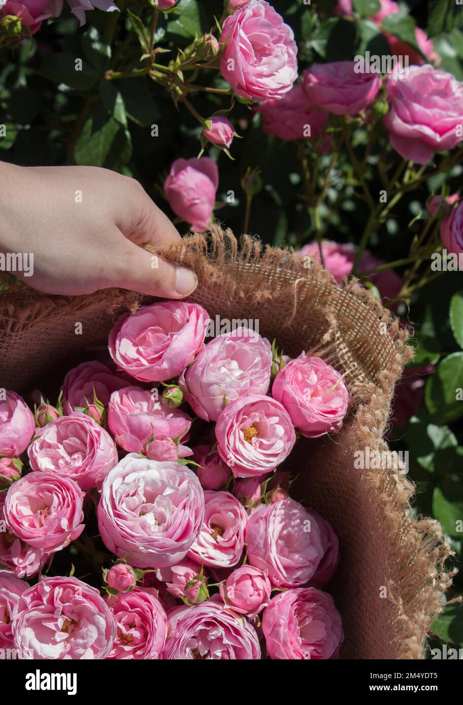 Beautiful fresh roses wrapped with canvas in hand Stock Photo - Alamy