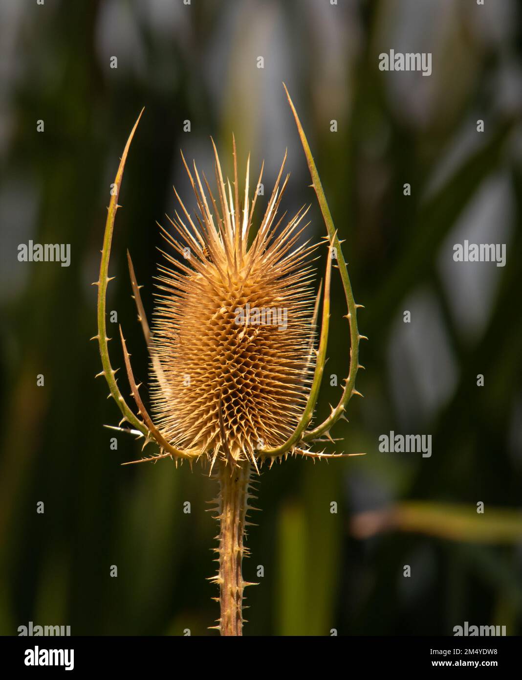 Flora de cardo hi-res stock photography and images - Alamy