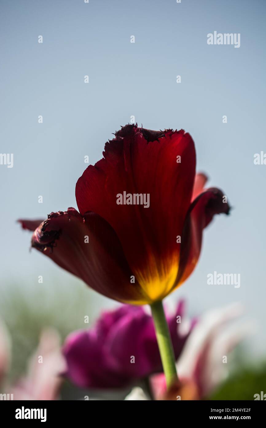 Beautiful colorful tulips flower in spring time garden Stock Photo - Alamy