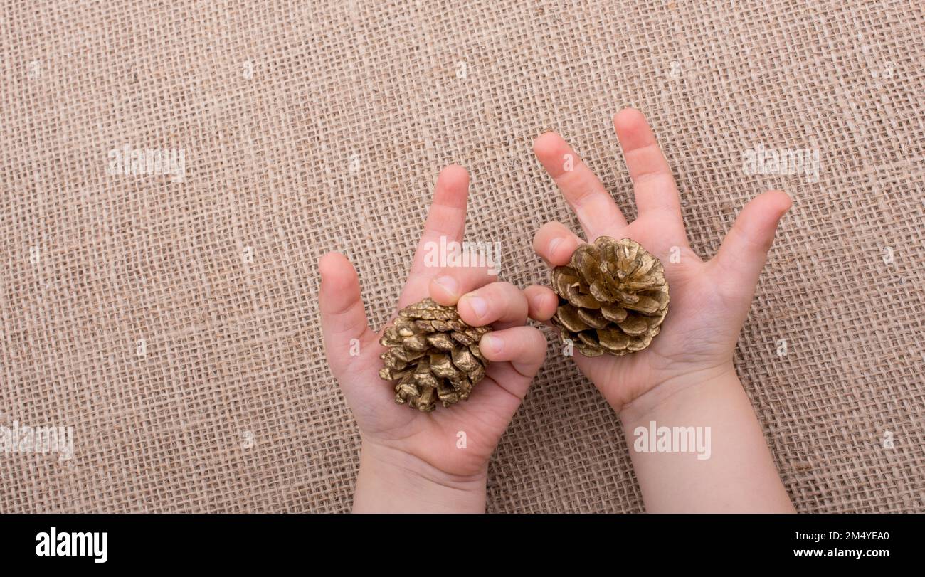 Hand holding pine cones on a canvas background Stock Photo - Alamy