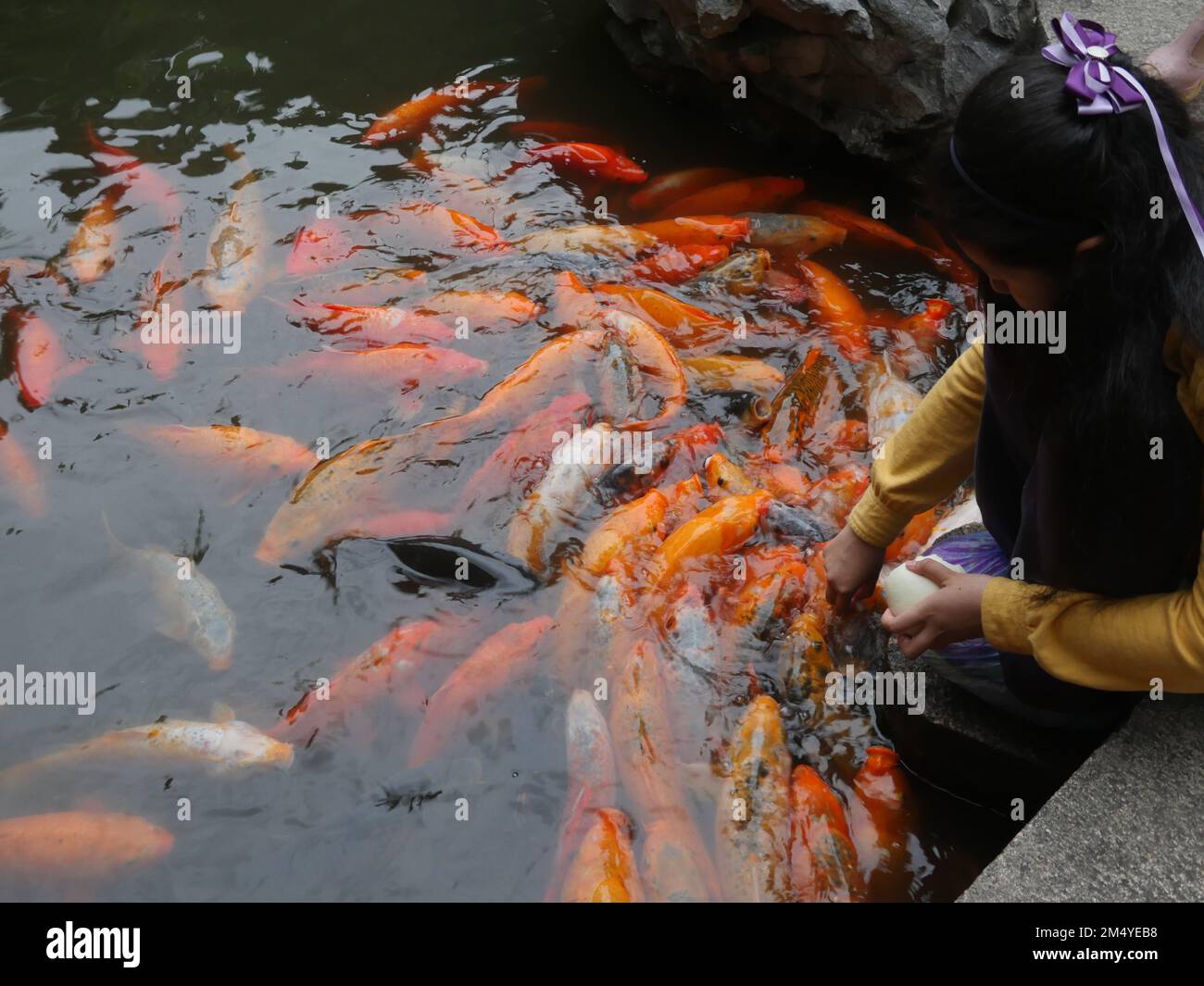 A little Chinese girl feeding Koi fish in a pond at the traditional Yu ...