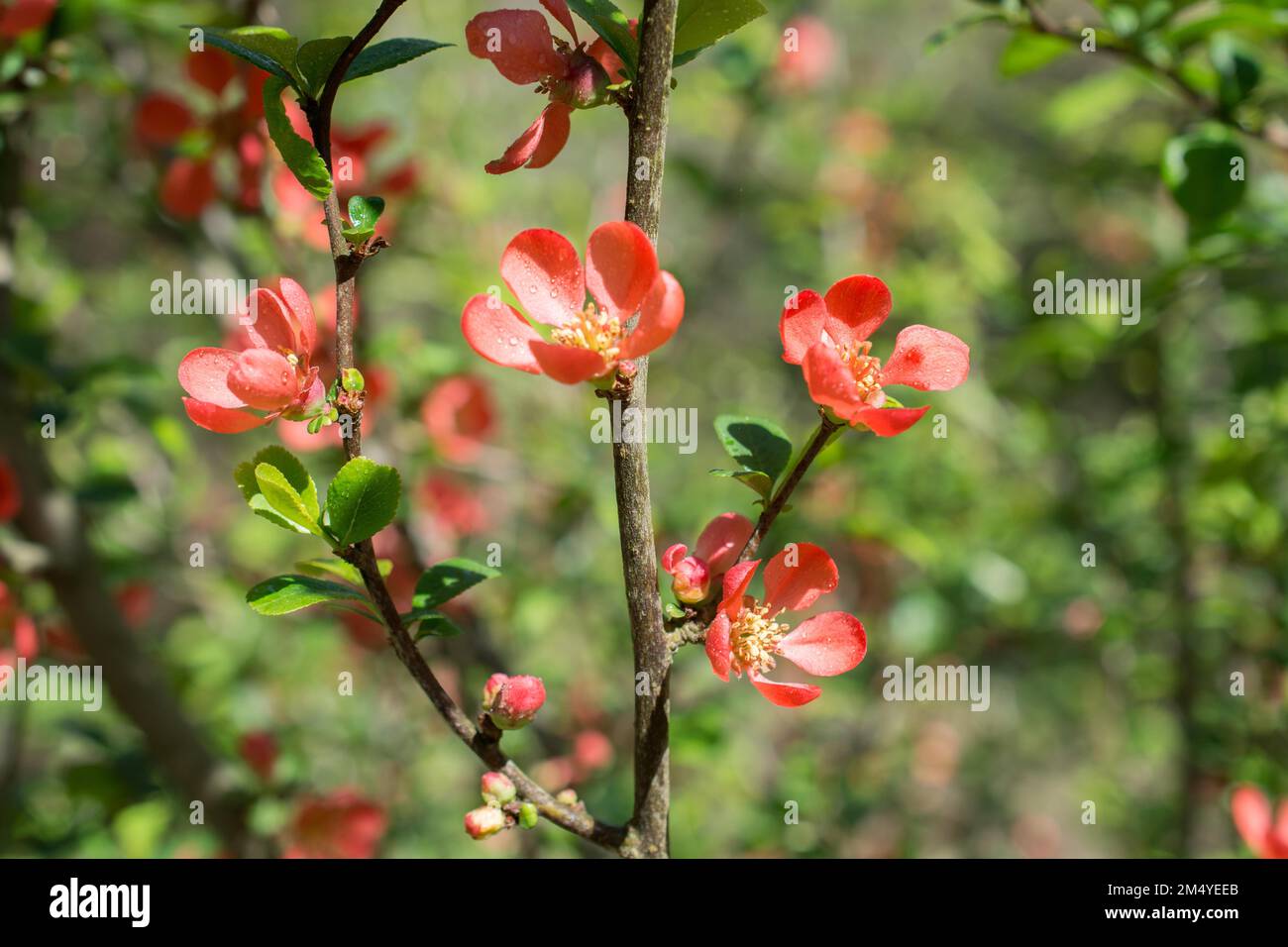 Tree bloom blossom beautiful flowers in spring season Stock Photo - Alamy