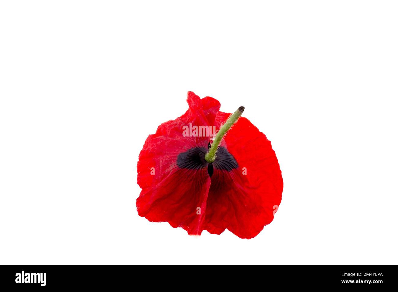A Red Poppy on a white background Stock Photo - Alamy
