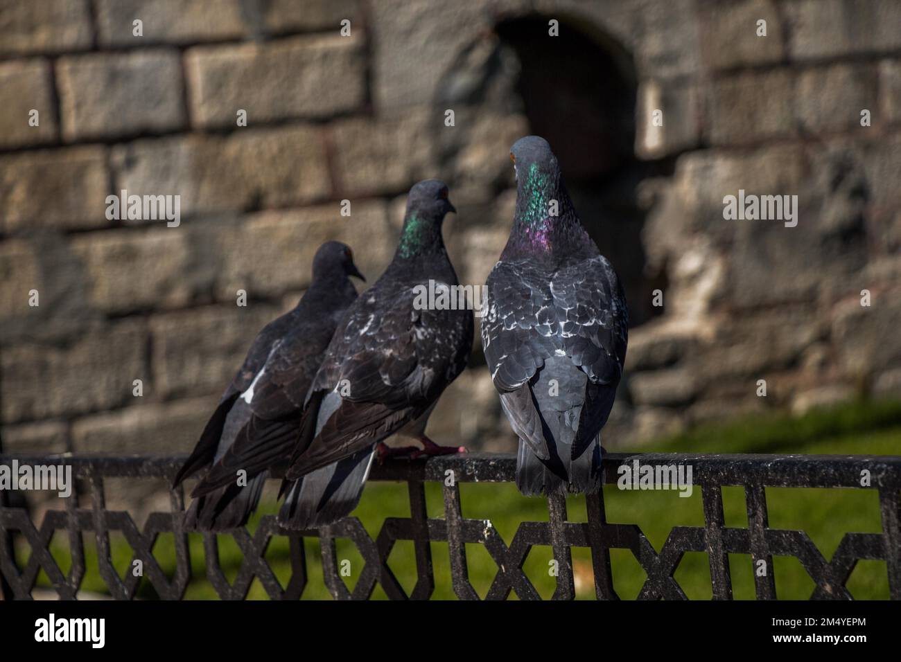 Lonely birds by live in an urban environment Stock Photo - Alamy