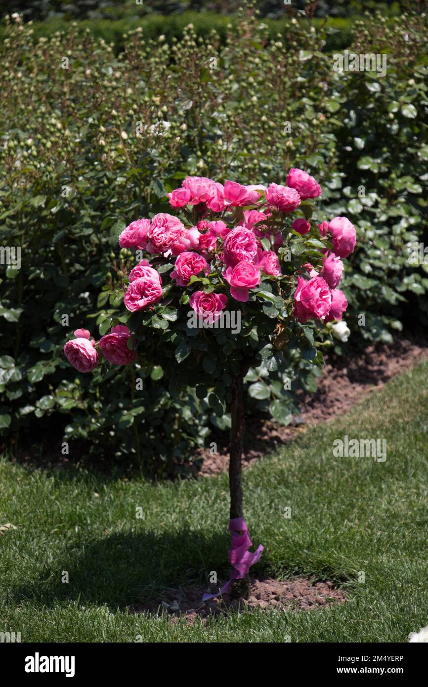 Rose tree with pink roses in a rose garden Stock Photo - Alamy