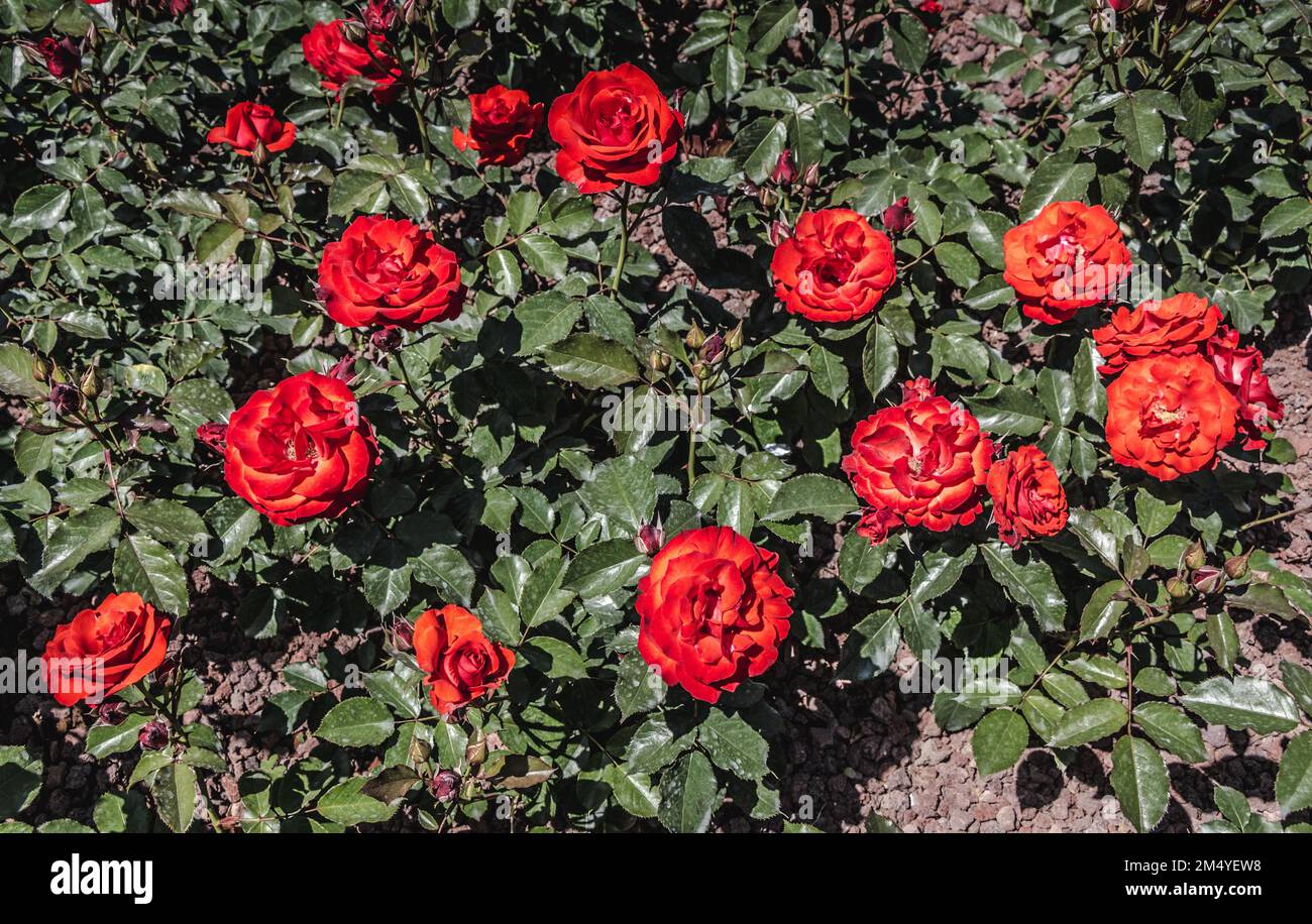 Blooming beautiful colorful roses in the garden background Stock Photo ...