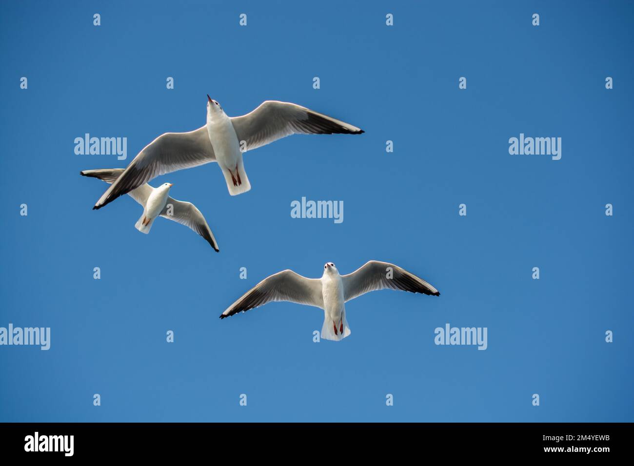 Seagull flying in a blue sky as a background Stock Photo - Alamy