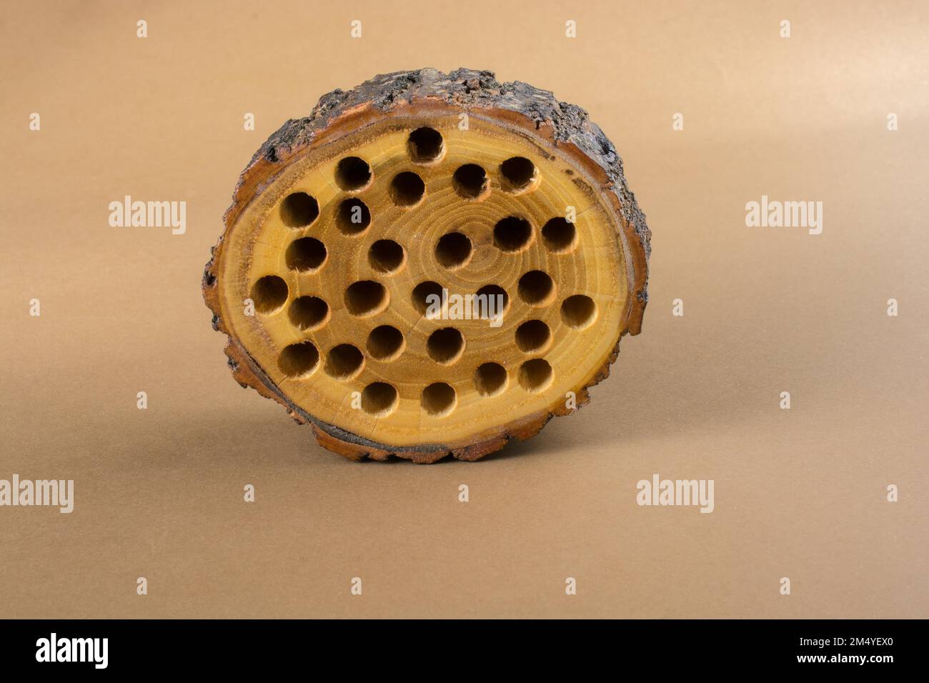 Small piece of cut wood log used for wood texture background Stock ...