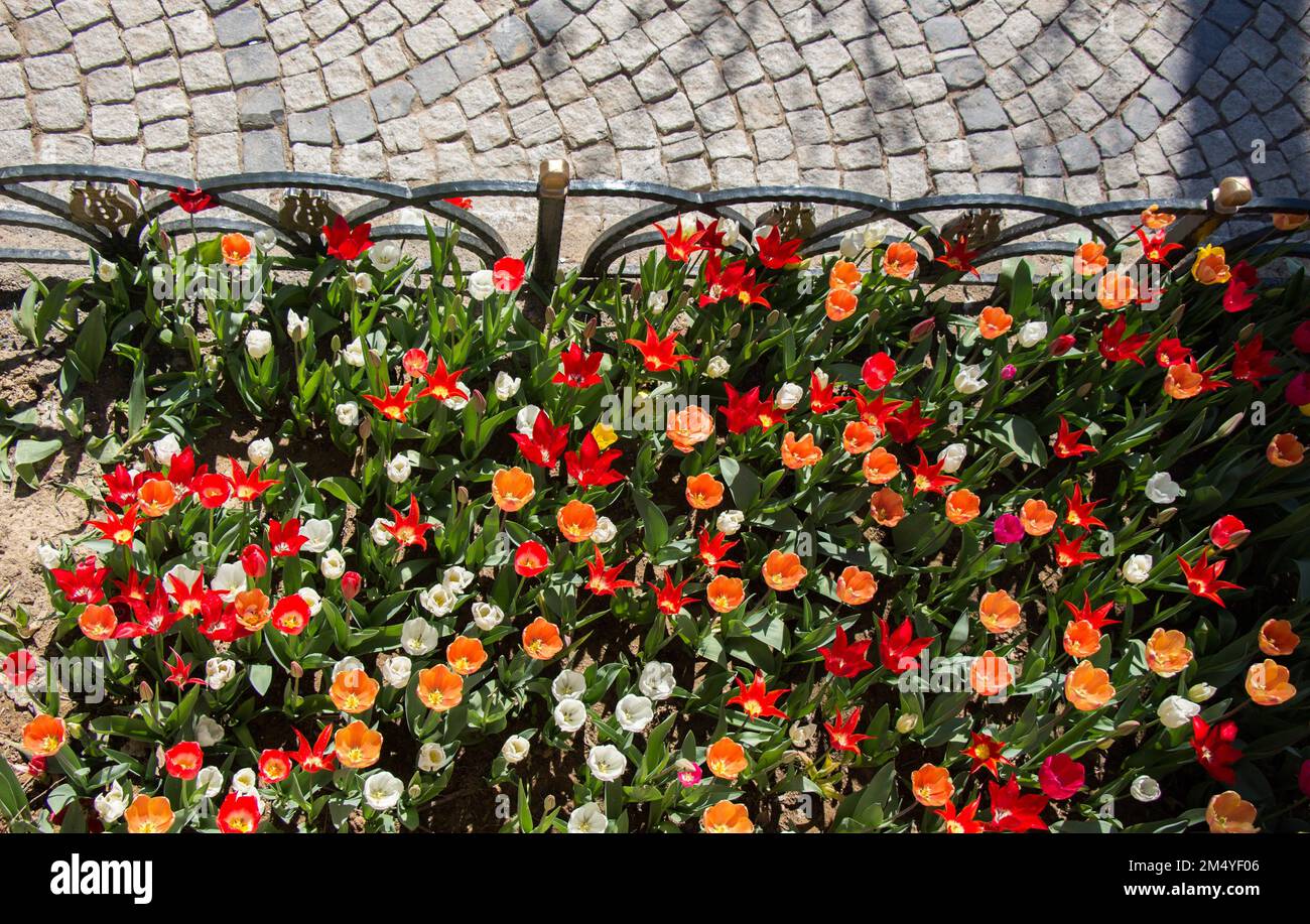 Tulip Flowers Blooming in Spring Season Stock Photo - Alamy