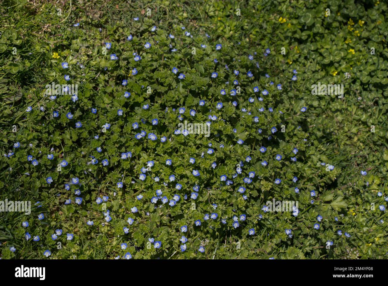 Green leaves of the spring season Stock Photo - Alamy