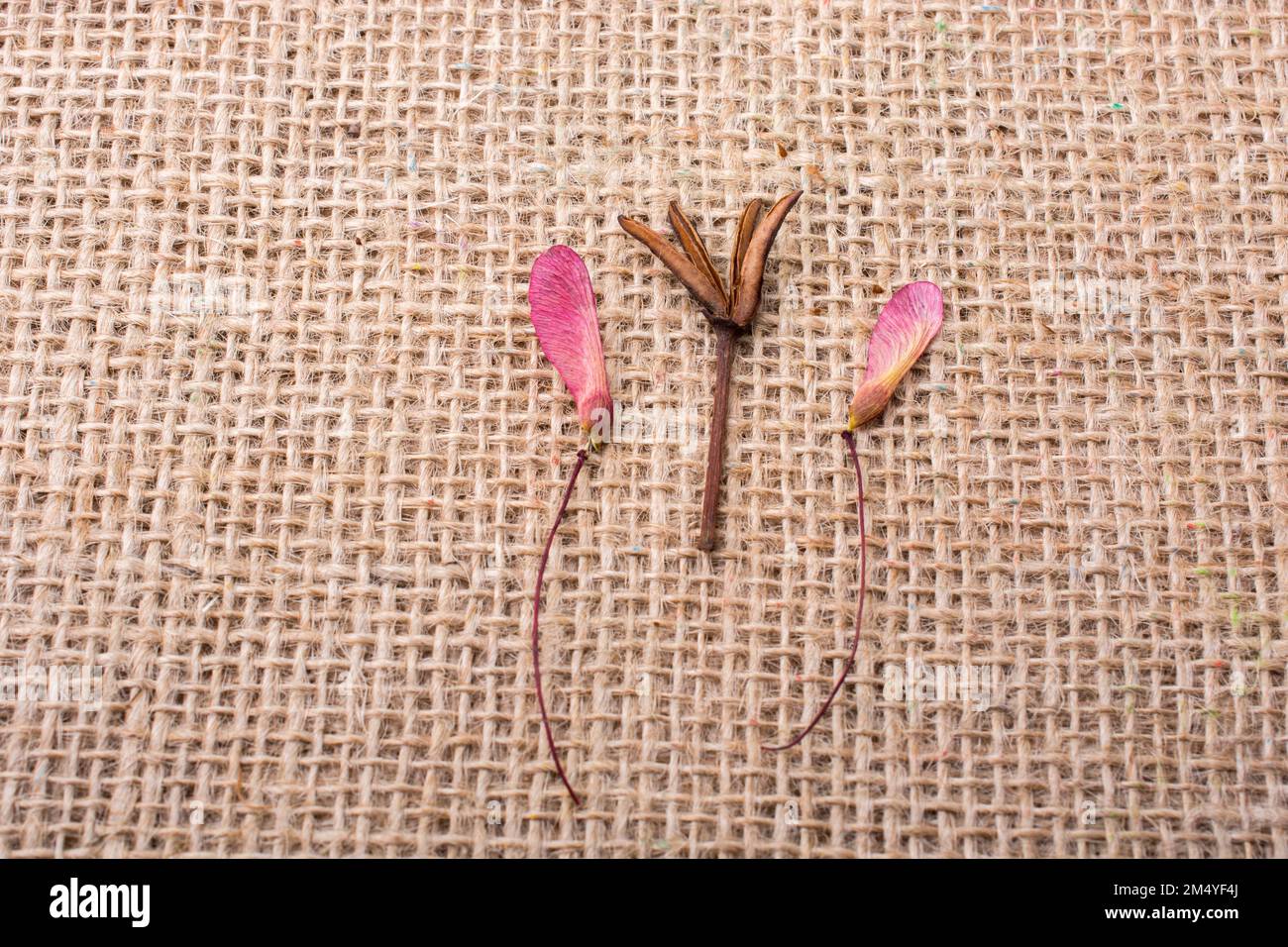 Flower petals found on linen canvas Stock Photo - Alamy