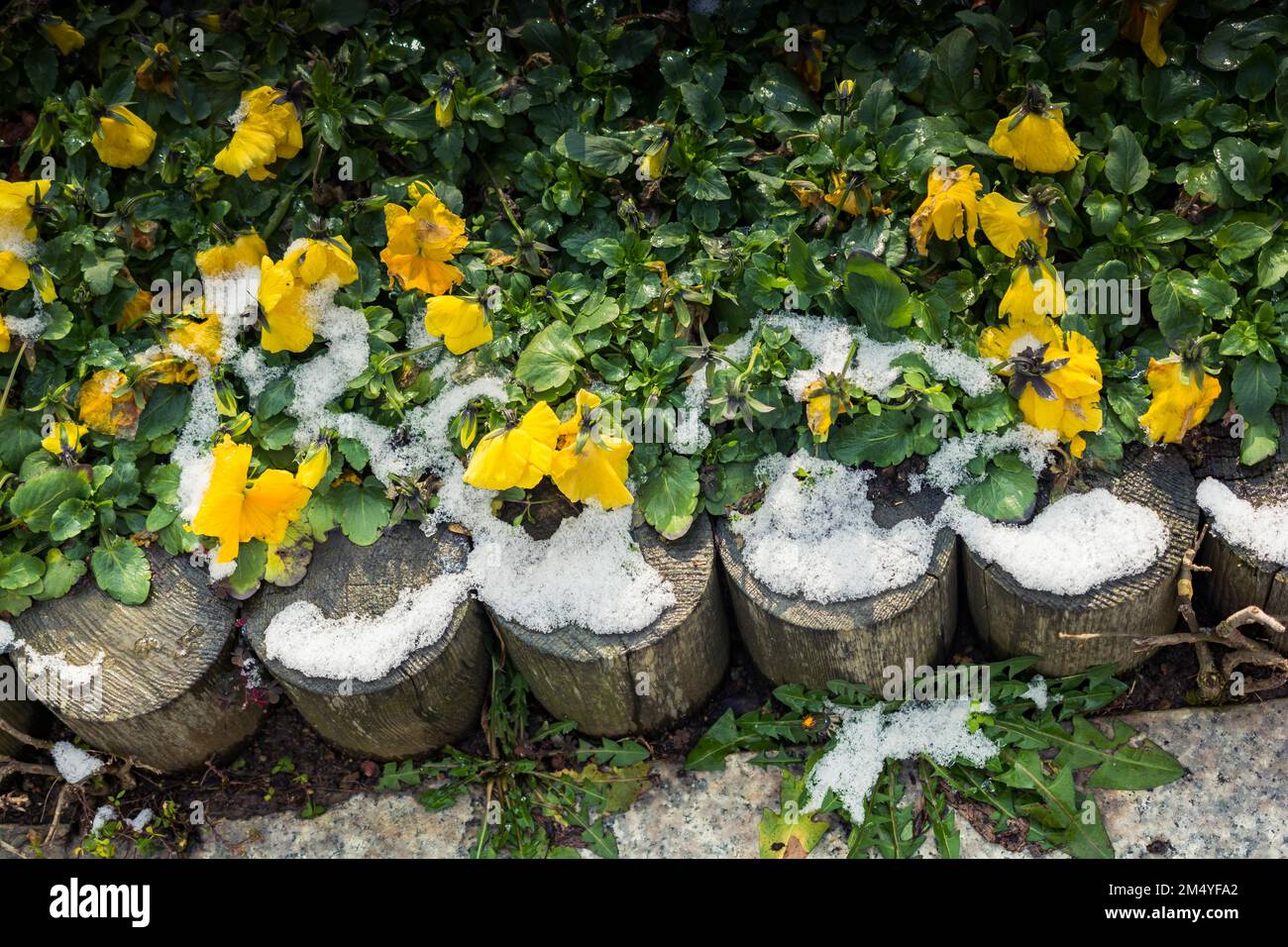 Early flowers oof the spring under snow in a garden Stock Photo - Alamy