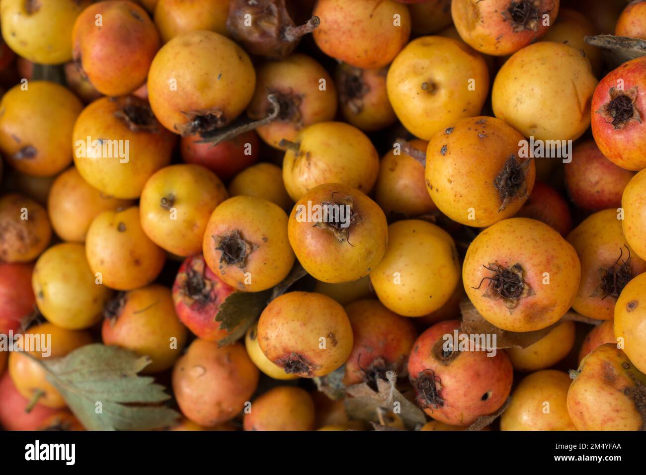Azarole, mediterranean medlar picked up and sold in market Stock Photo ...