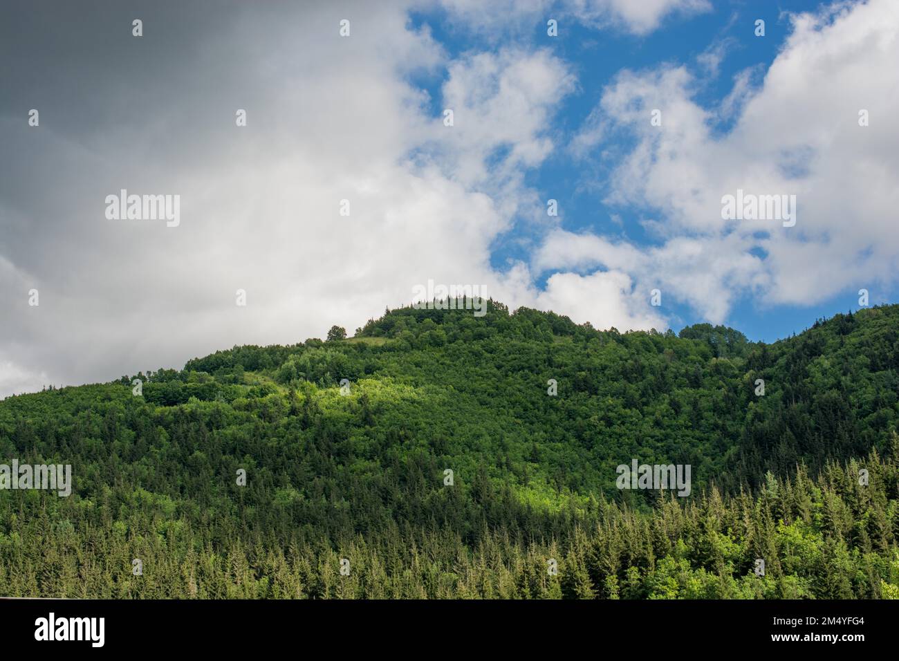 Landscape with trees of highland forest Stock Photo - Alamy