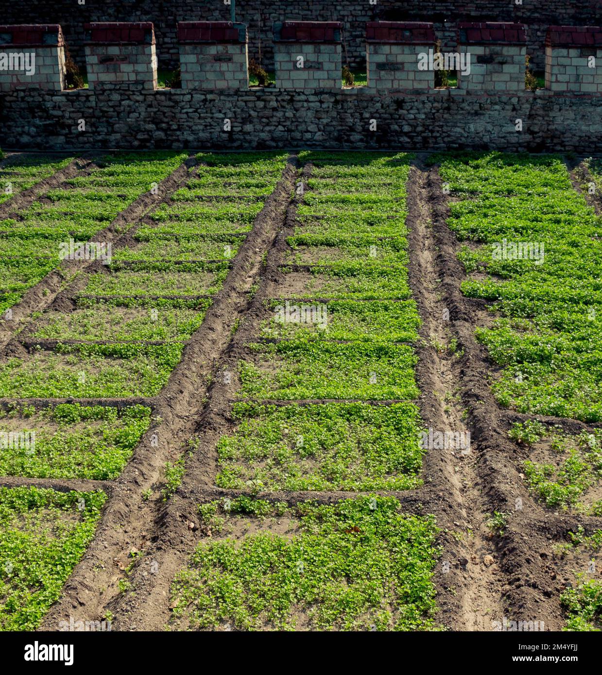 Growing sprouted agricultural crops in spring field Stock Photo - Alamy