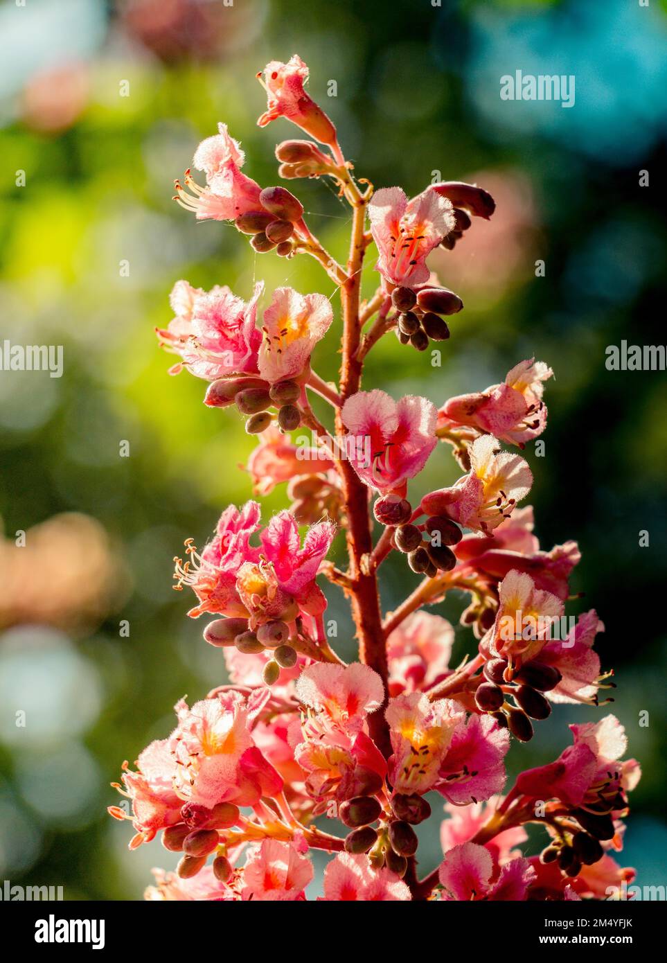 Colorful blooming wild spring flowers Stock Photo - Alamy