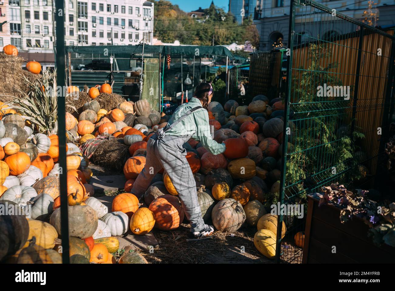 Farmer woman in a denim jumpsuit chooses ripe pumpkin Stock Photo - Alamy