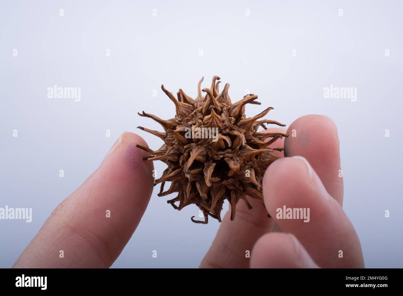 Hand holding brown pod or capsule in hand on a white background Stock ...