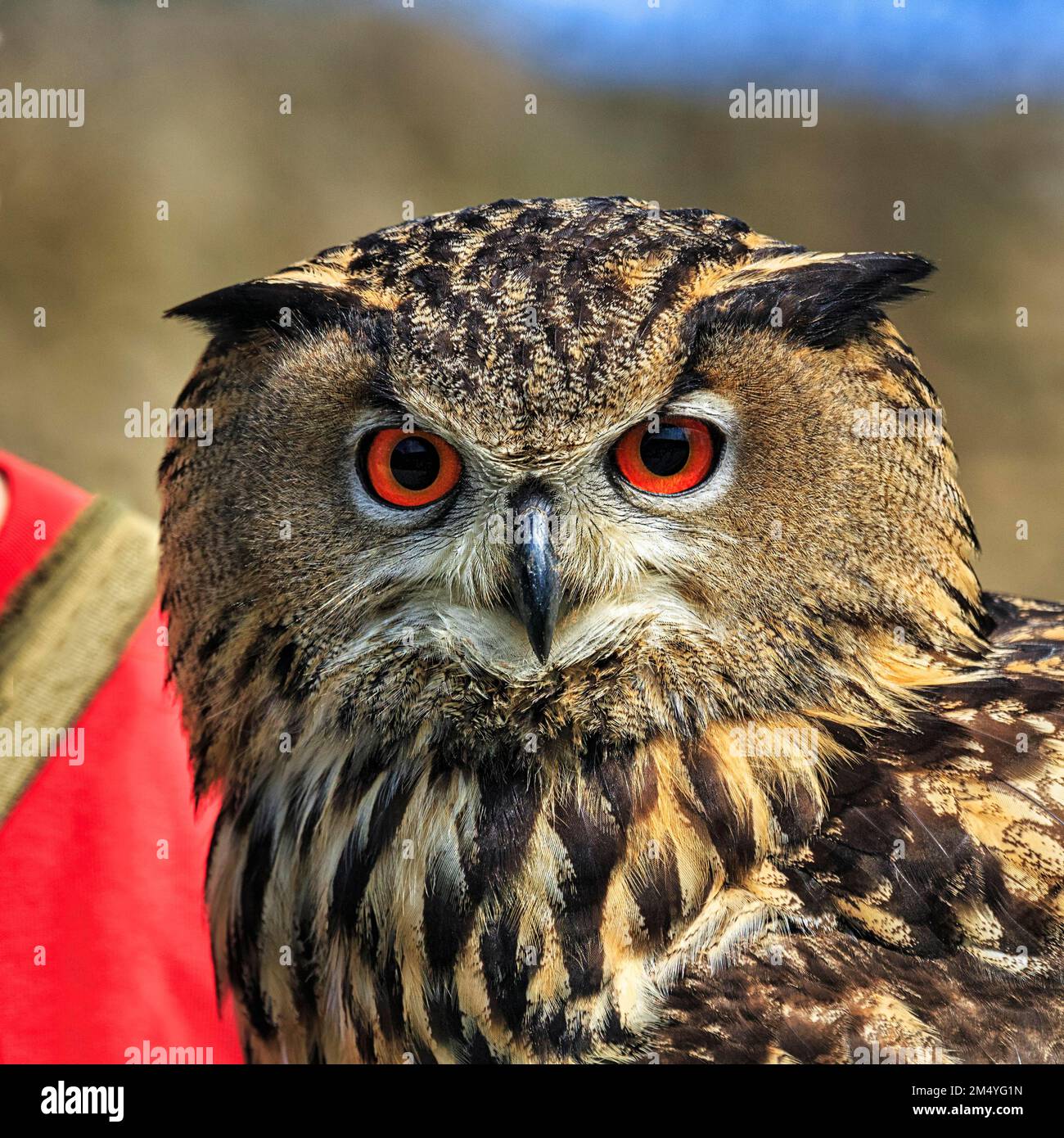 Eurasian eagle-owl (Bubo bubo), captive, portrait, bird of prey station ...