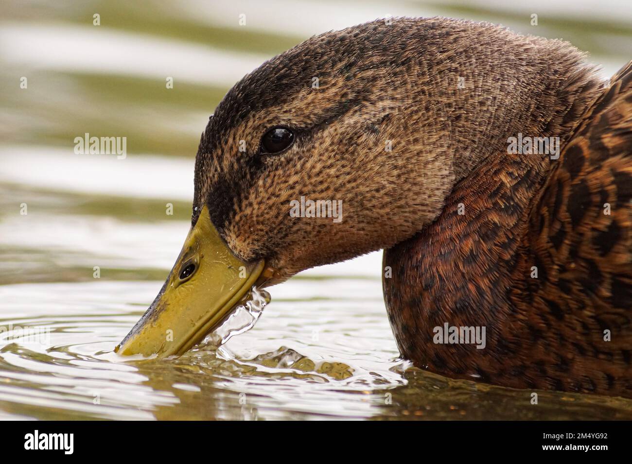 Close-up of duck drinking water from lake Stock Photo - Alamy