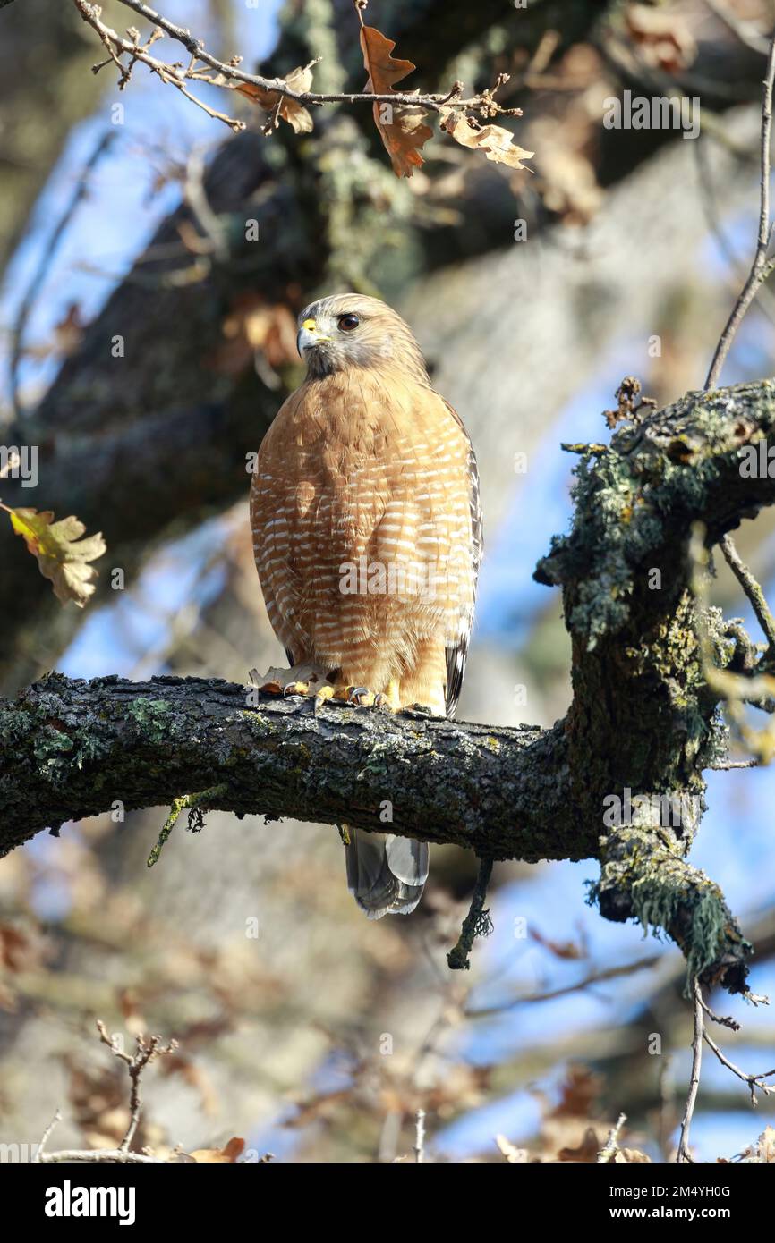 Red-shouldered Hawk adult hunting from a perch. Arastradero Preserve ...
