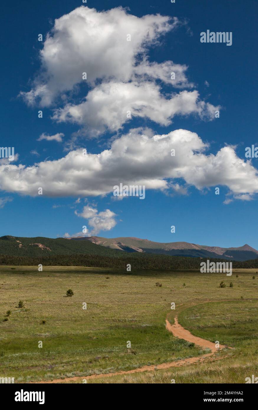 Large, puffy white clouds float in a deep blue sky over a meadow and ...