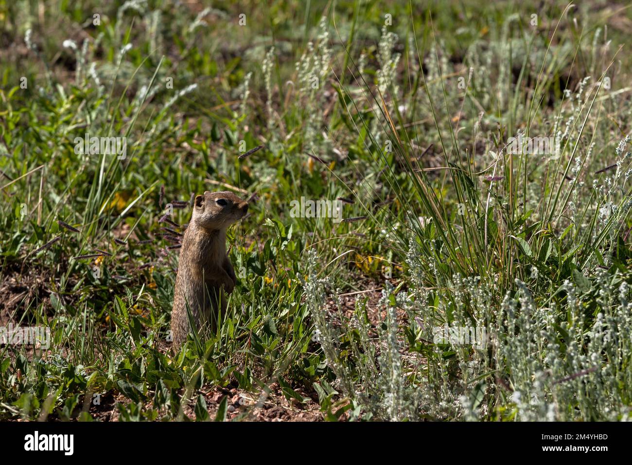 Prairie dog in burrow hi-res stock photography and images - Alamy