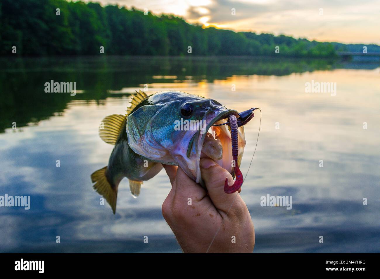 Largemouth bass cooking hi-res stock photography and images - Alamy