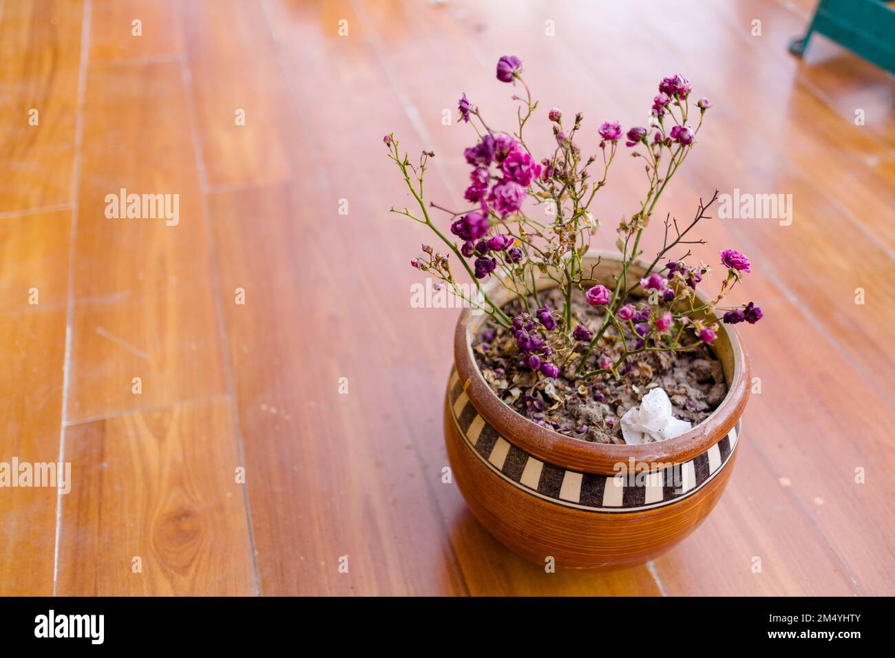 A closeup of purple Gypsophila paniculata, the baby's breath in a ...