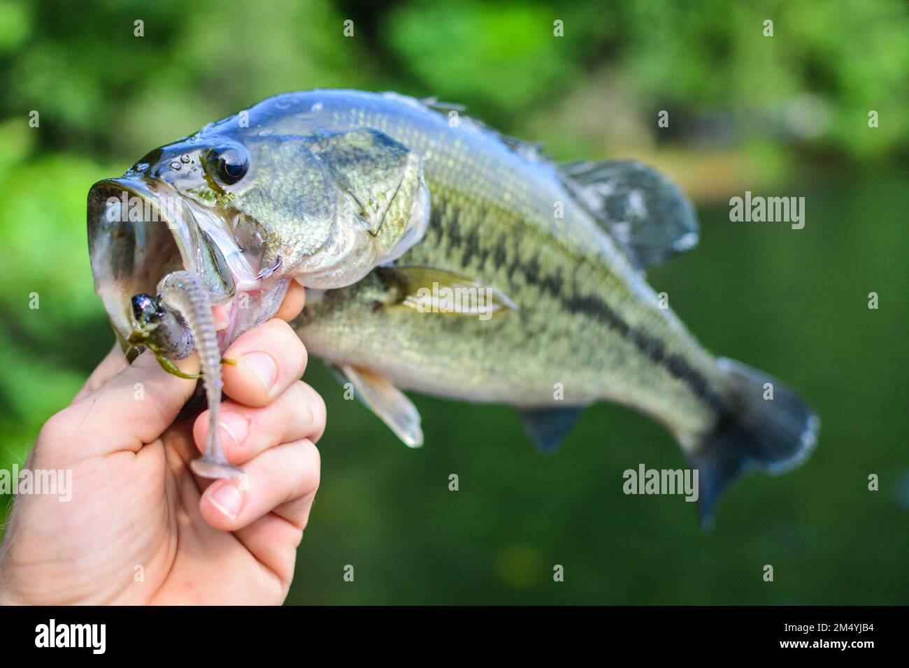 Holding great summer catch, bass fishing summer activity, shore lake ...