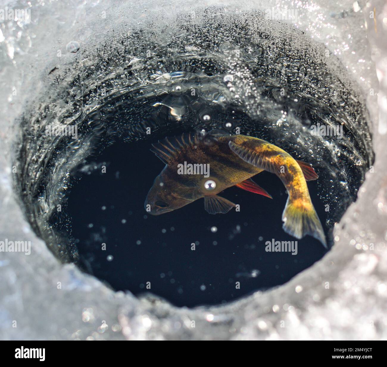 Winter fishing on ice, hobby leisure activities, catching fish Stock ...