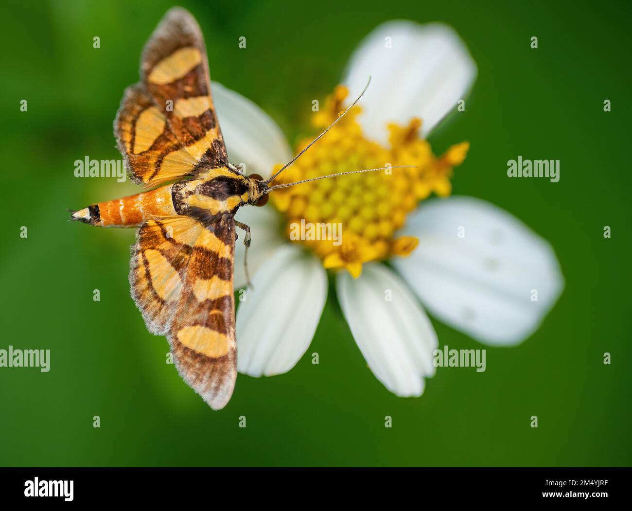 A macro shot of orange-spotted flower moth (syngamia florella Stock ...
