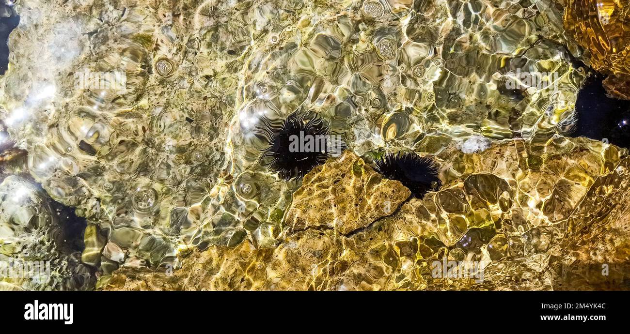 A panoramic top view of sea urchins in the crystal clear water at Paleo ...