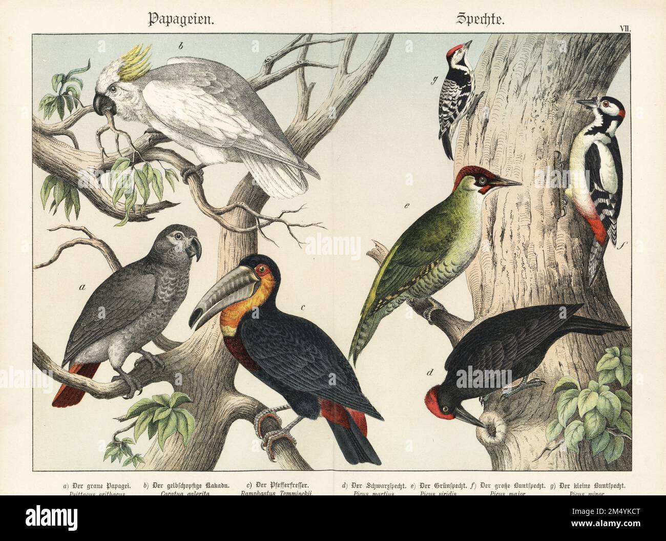 Endangered grey parrot, Psittacus erithacus a, sulphur-crested cockatoo ...